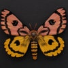Real Red Helen Swallowtail Butterfly Framed Taxidermy Papilio Helenus ...