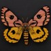 Real Rare Pink Western Sheep Moth Framed Taxidermy - Hemileuca ...