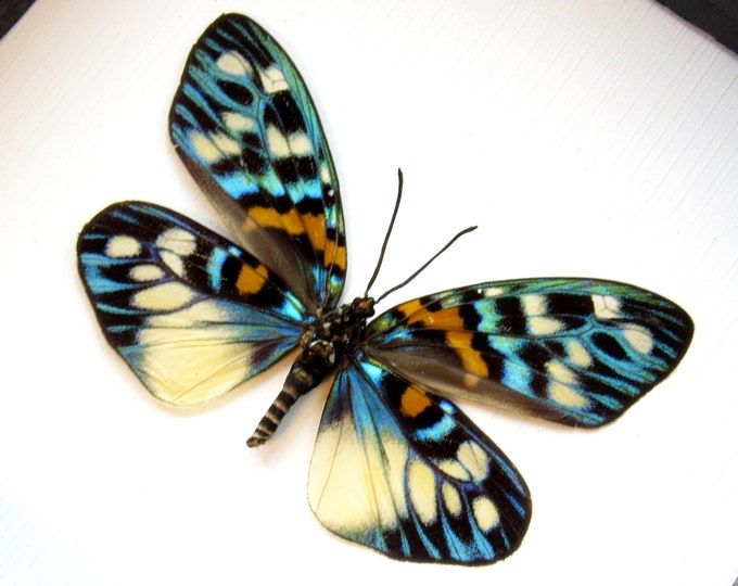 Real Metallic Day Flying Moth Framed Taxidermy Erasmia | Etsy