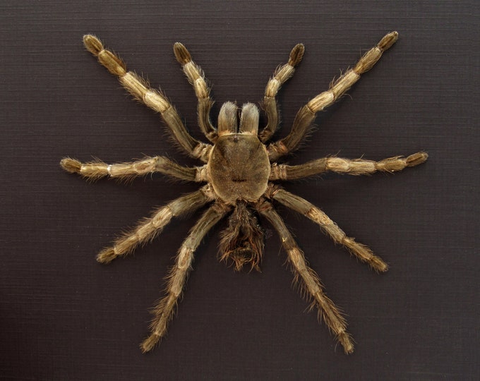 Real Rusty Birdeater Tarantula Framed Acanthoscurria Ferina Female - Etsy