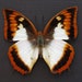 Rare Flame Bordered Charaxes Butterfly Framed Taxidermy - Charaxes ...
