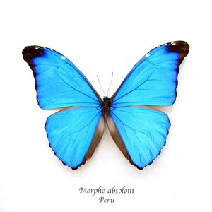Rare Metallic Blue Morpho Framed Taxidermy - Morpho Absoloni - Etsy