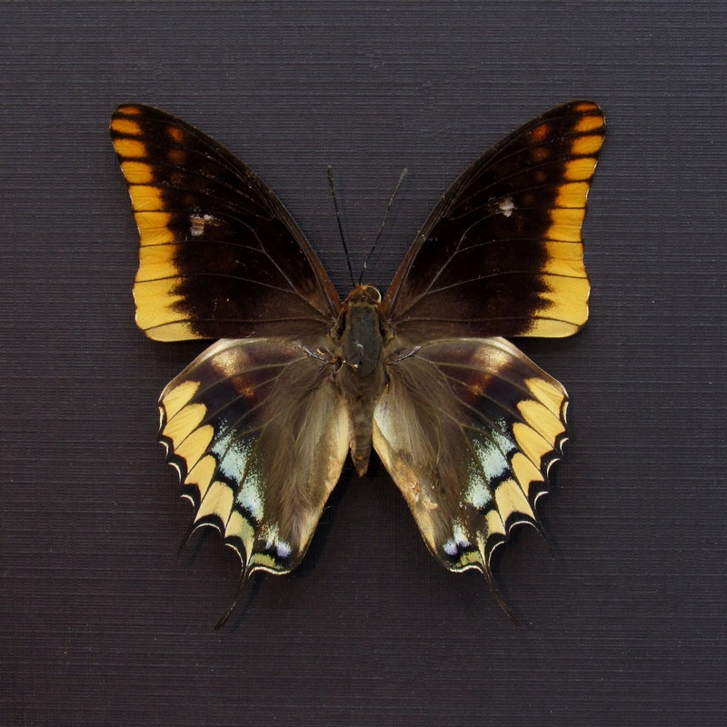 Charaxes - Etsy