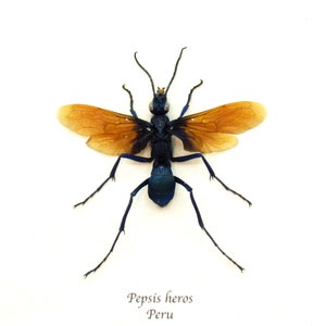 Rare Tarantula Hawk Wasp Framed Taxidermy Pepsis Heros 2.2 Inch ...