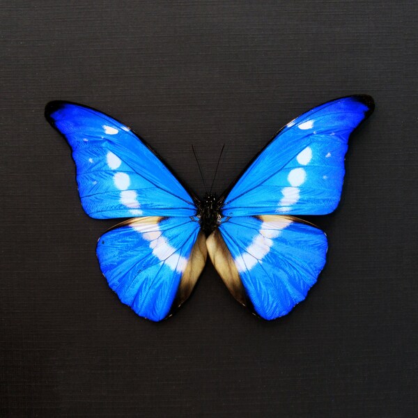 Blue Morpho - Etsy