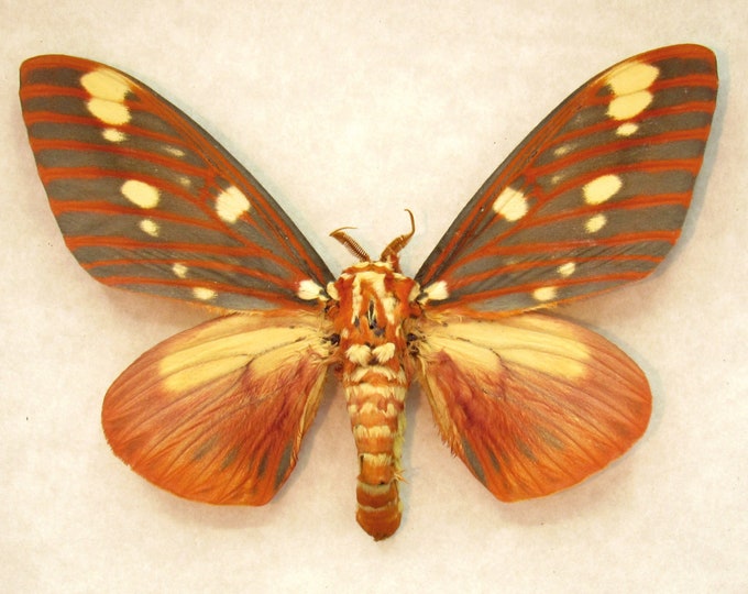 Real Royal Walnut Moth Framed Taxidermy Citheronia Regalis - Etsy