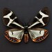 Real Angola White Lady lol Butterfly Framed Taxidermy Graphium ...