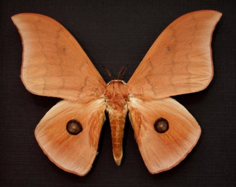 African Peach Moth - Etsy