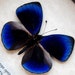 Real Metallic Blue Butterfly Framed Taxidermy - Asterope Optima - Etsy