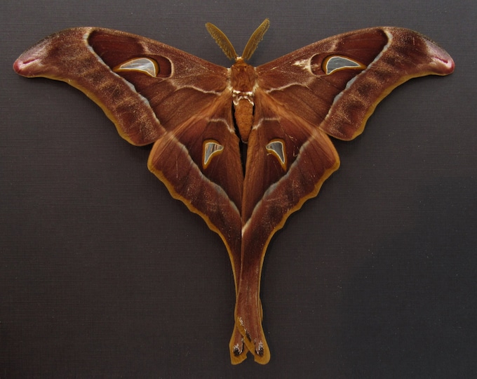 Rare Giant Hercules Atlas Moth Framed Taxidermy Coscinocera Hercules ...