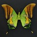 Real Rare Kaiser-i-hind Swallowtail Butterfly Framed Taxidermy ...