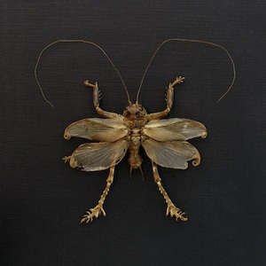 Rare Carnivorous Pakistani Desert Cricket Framed Taxidermy ...