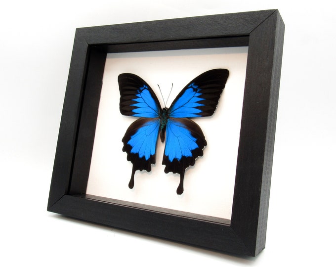 Real Blue Ulysses Swallowtail Butterfly Framed Taxidermy Papilio ...