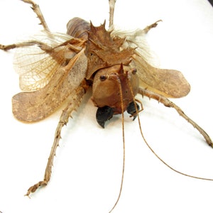 Giant Dragon Headed Katydid Framed Taxidermy - Lesina Ensifera - Etsy