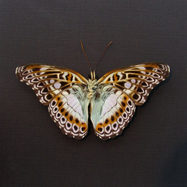 Real Lavender - Etsy