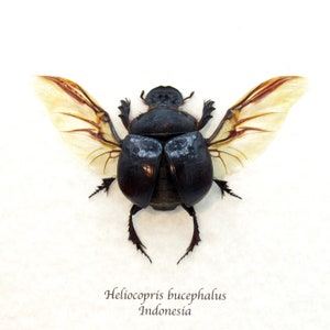 Real XL Dung Beetle Framed Taxidermy - Heliocopris Bucephalus - Female ...