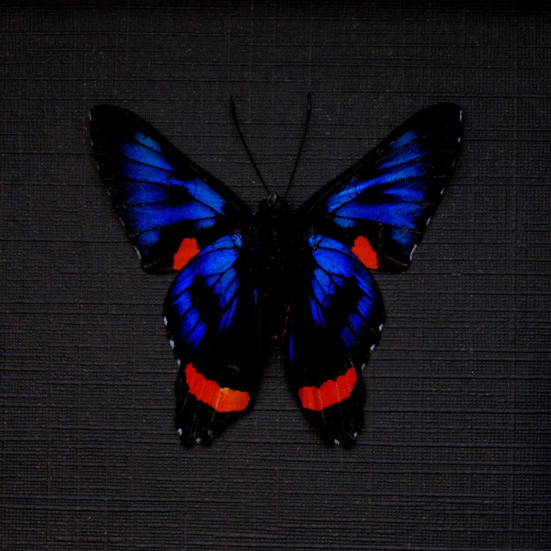 Real Metallic Blue Metalmark Butterfly Framed - Ancyluris Colubra - Etsy