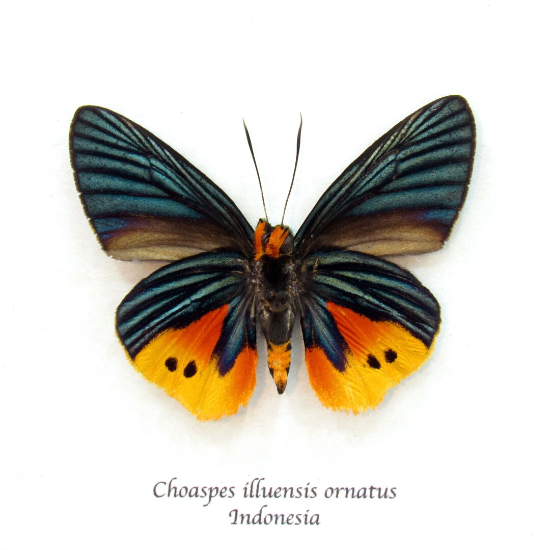 Rare Flame Tip Skipper Butterfly Framed Taxidermy - Choaspes Illuensis ...