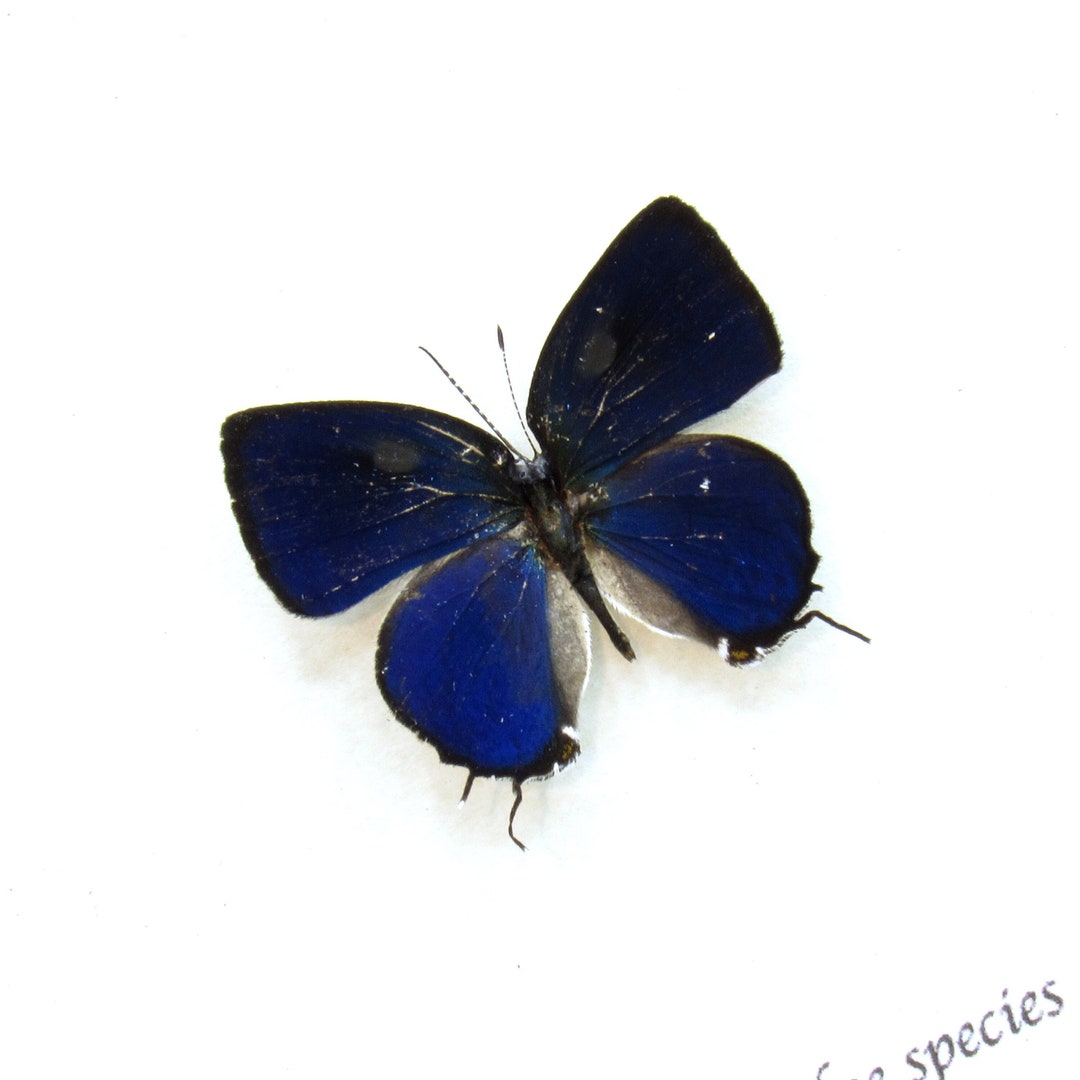Tiny Metallic Blue Butterfly Framed Taxidermy - Lycaenidae Species - Etsy