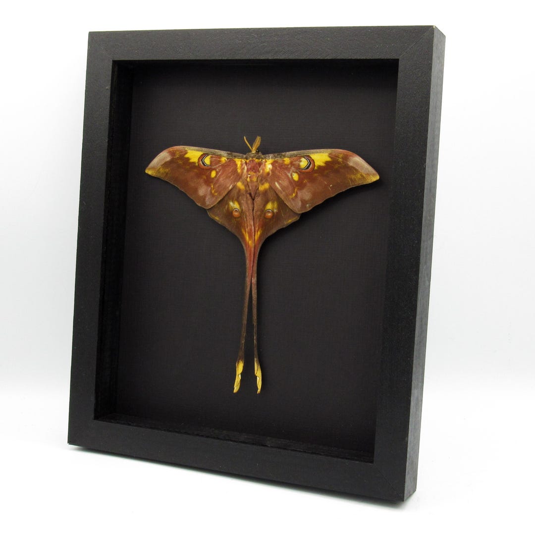 Rare XXL Sulawesi Moon Moth Framed Taxidermy - Actias Isis - Victorian ...