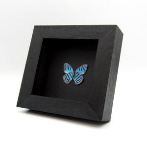 Rare Metallic Blue Framed Taxidermy Butterfly Euptychia Cephus - Etsy