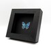 Rare Metallic Blue Framed Taxidermy Butterfly Euptychia Cephus - Etsy