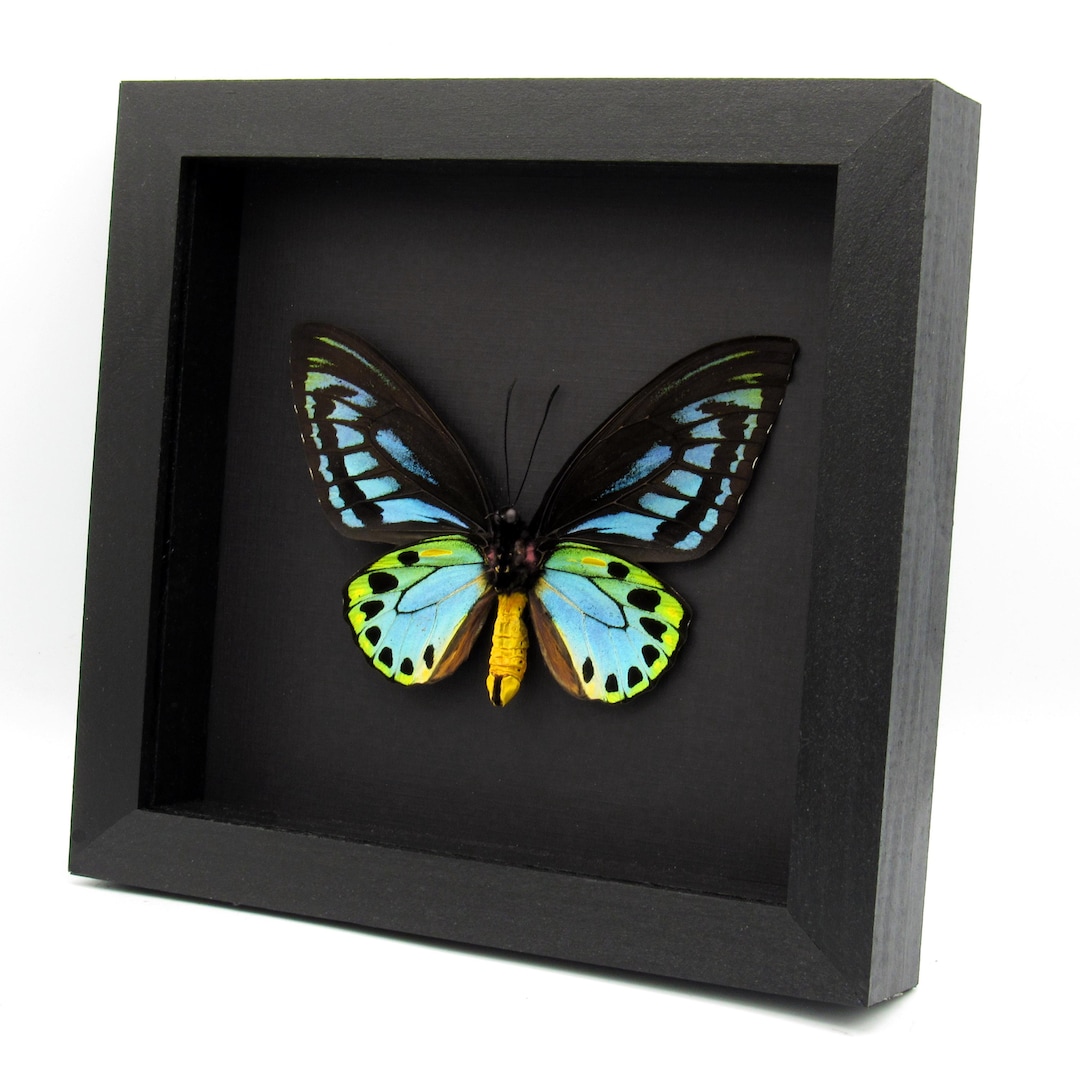 Rare XL Blue Birdwing Butterfly Framed - Ornithoptera Priamus ...