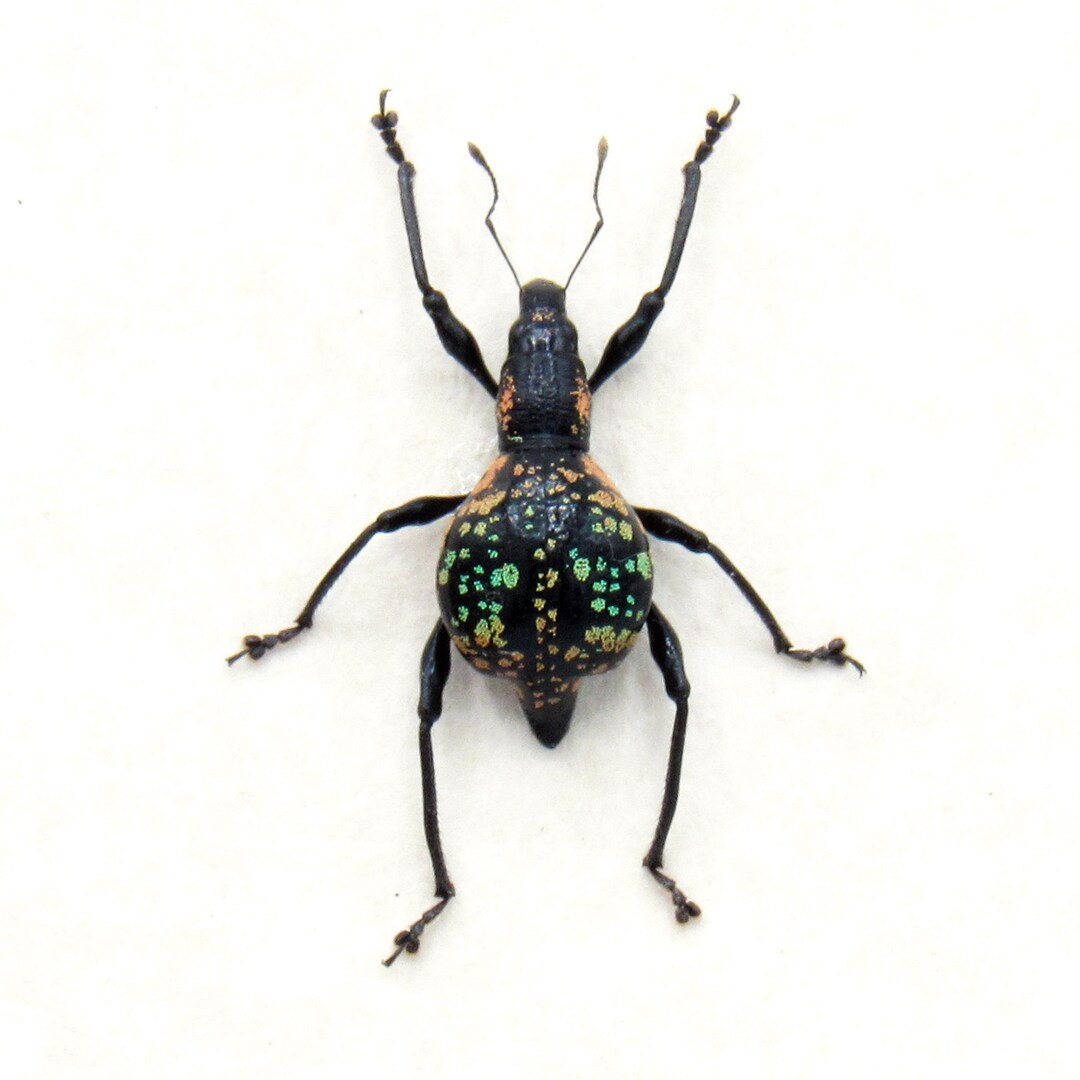 Rare Real Weevil Beetle Framed Specimen Curculionidae Species - Etsy