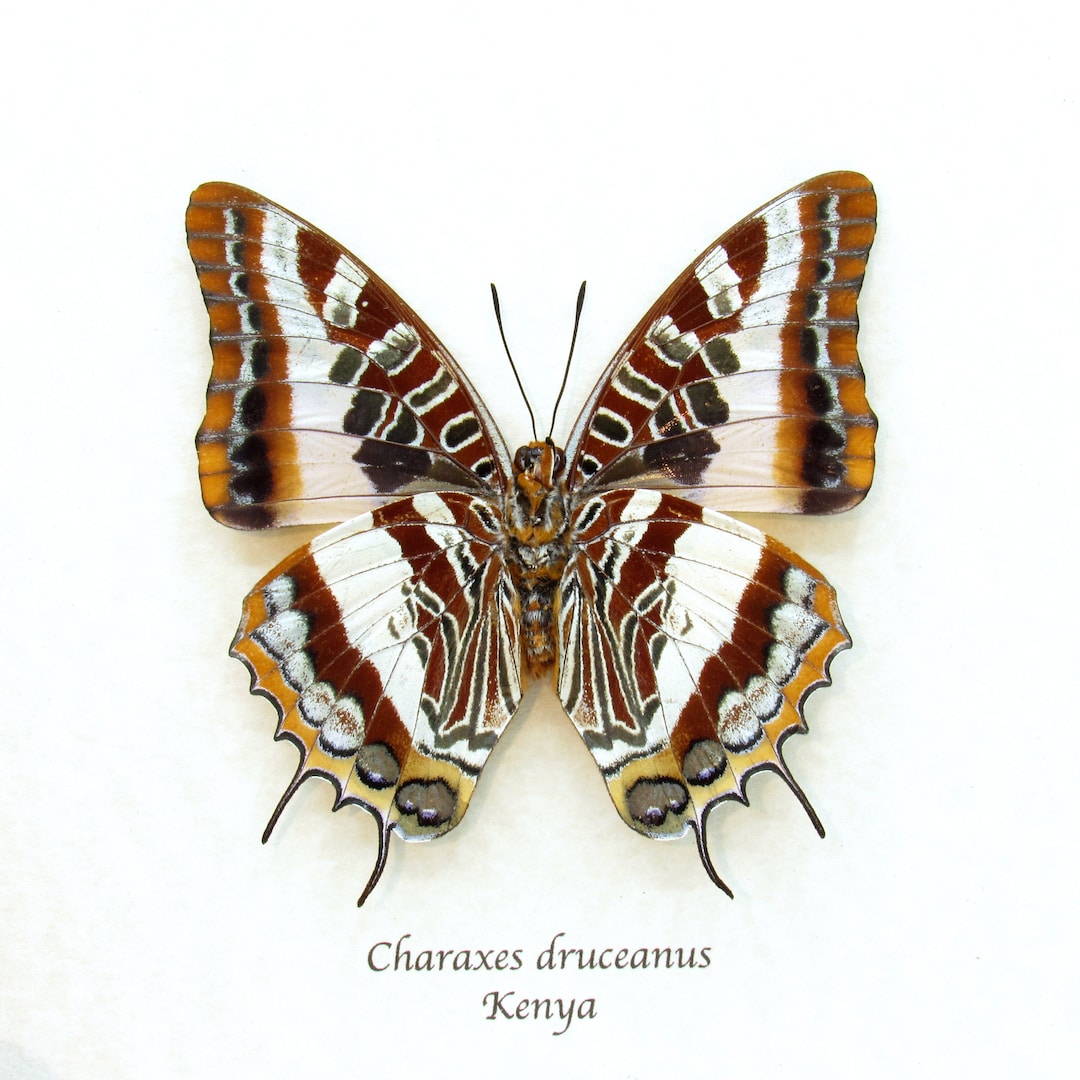 Rare Silver Barred Charaxes Butterfly Framed Taxidermy Charaxes ...