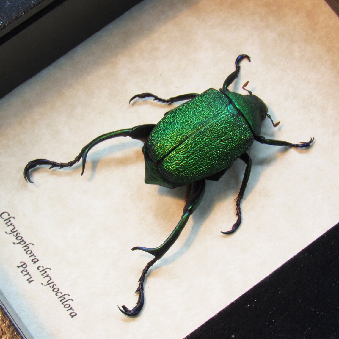 Real Metallic Green Scarab Beetle Framed Taxidermy - Etsy
