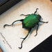Real Metallic Green Scarab Beetle Framed Taxidermy - Etsy