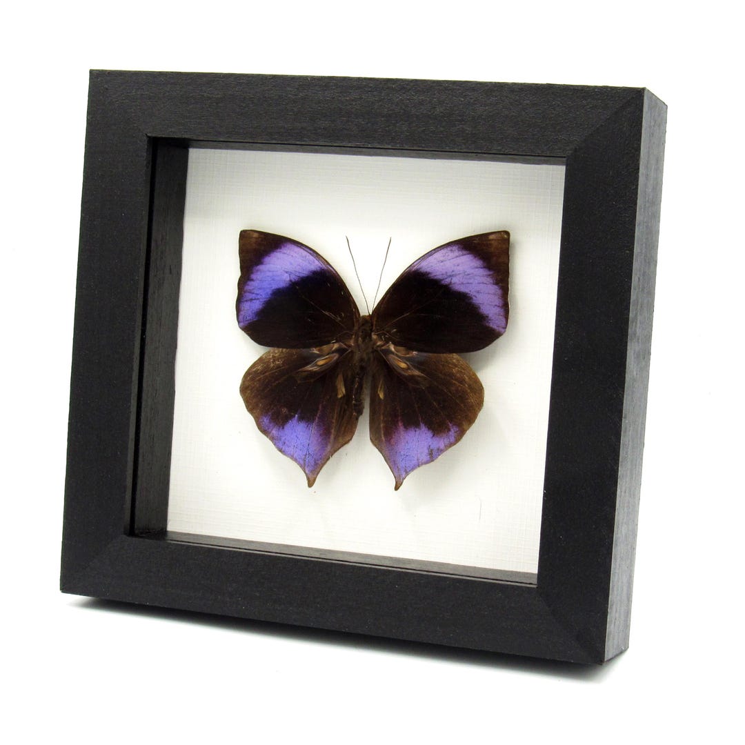 Rare Purple Saturn Butterfly Framed Taxidermy - Zeuxidia Amethystus - Etsy