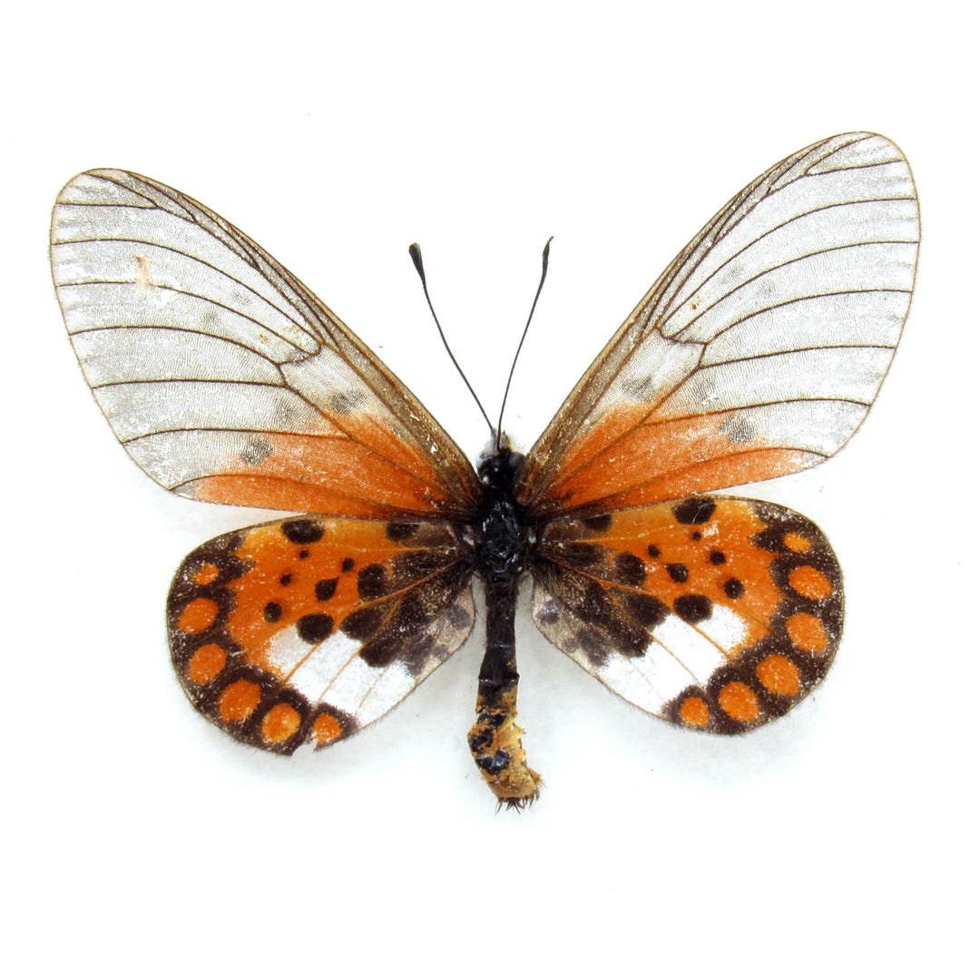 Real African Glasswing Butterfly Framed Specimen - Acraea Leucographa ...