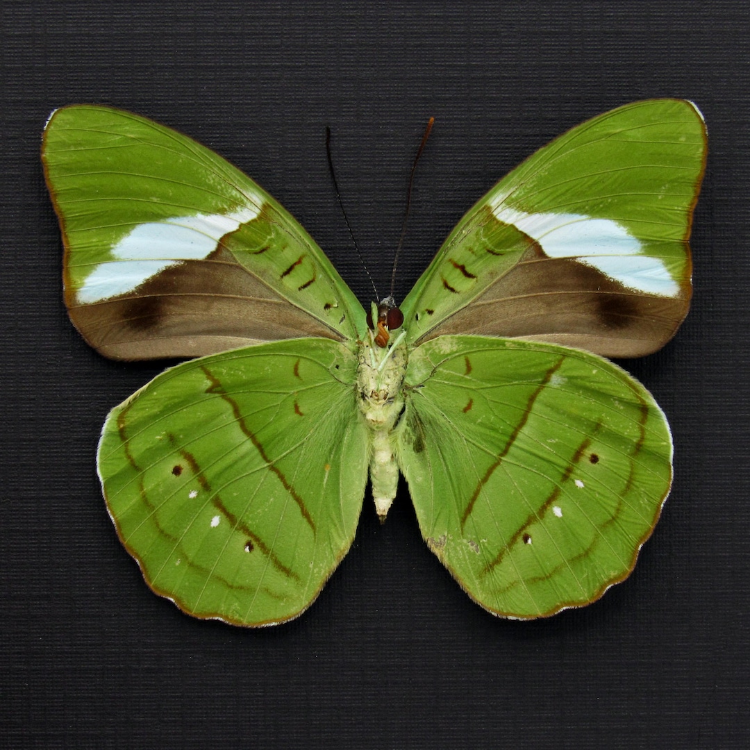 Real Green Olivewing Butterfly Framed Taxidermy - Nessaea Hewitsoni - Etsy