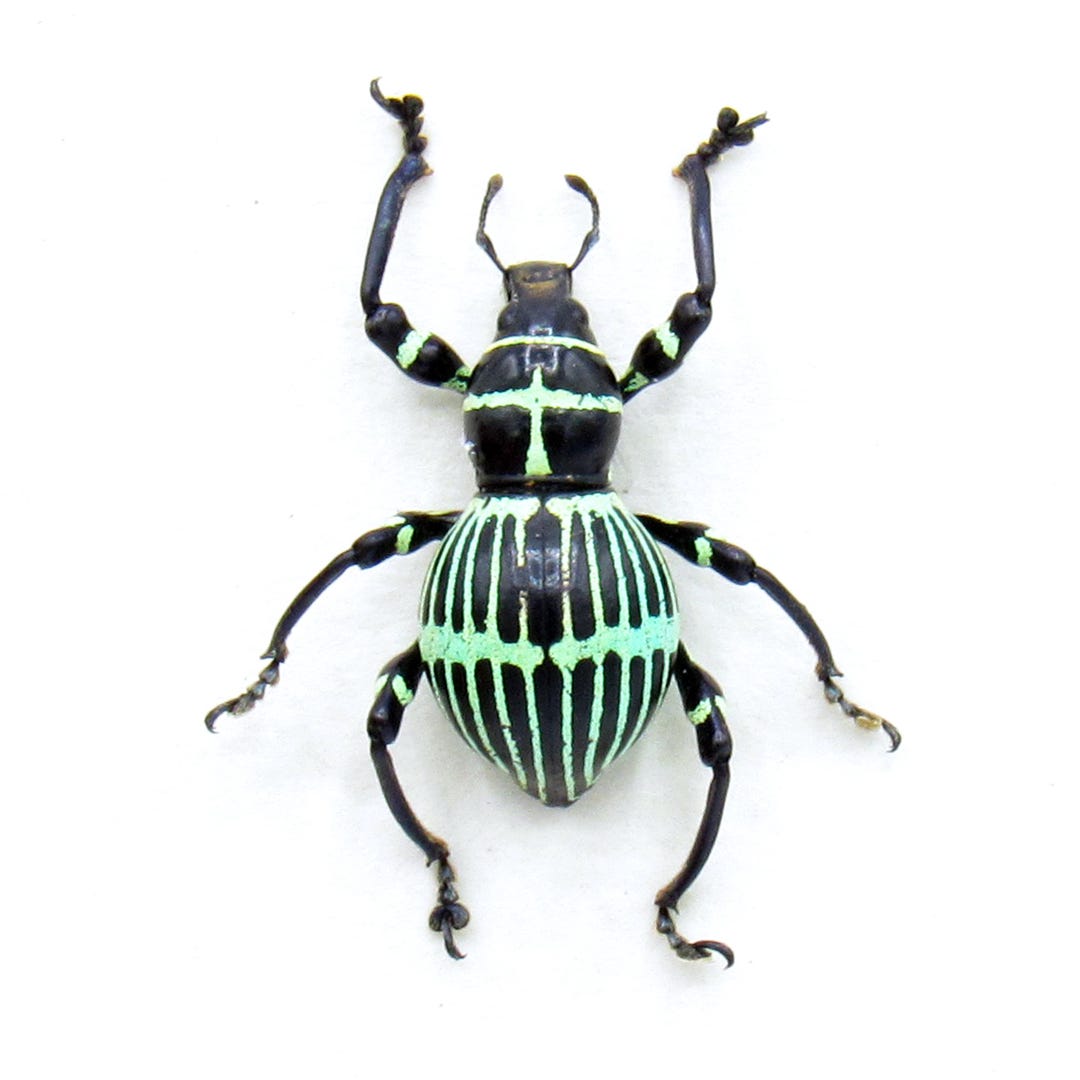 Rare Real Striped Weevil Beetle Framed Specimen - Pachyrhynchus Species ...