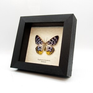 Rare Ice Blue Moth Framed Taxidermy Dysphania Transducta - Etsy