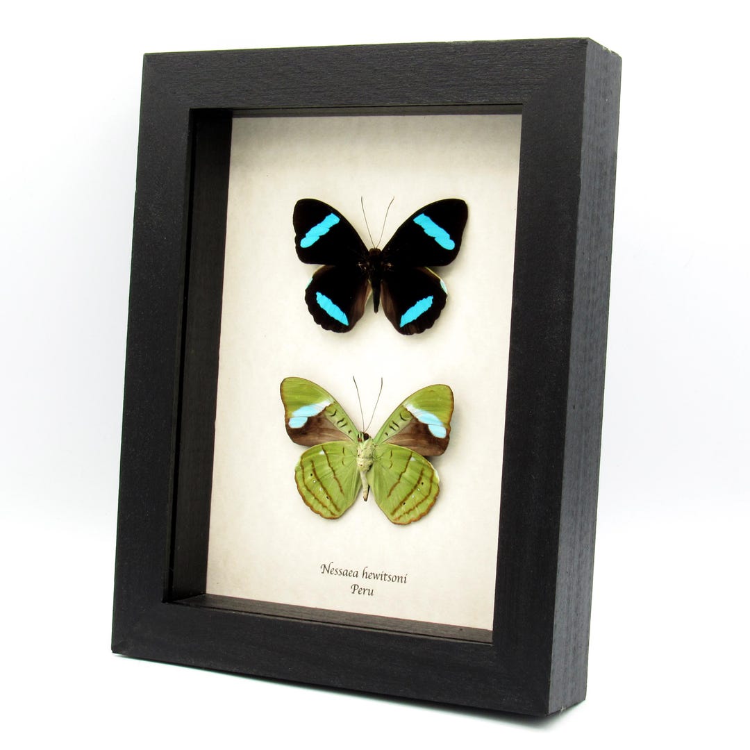 Rare Electric Blue Olivewing Butterfly Framed Taxidermy - Nessaea ...