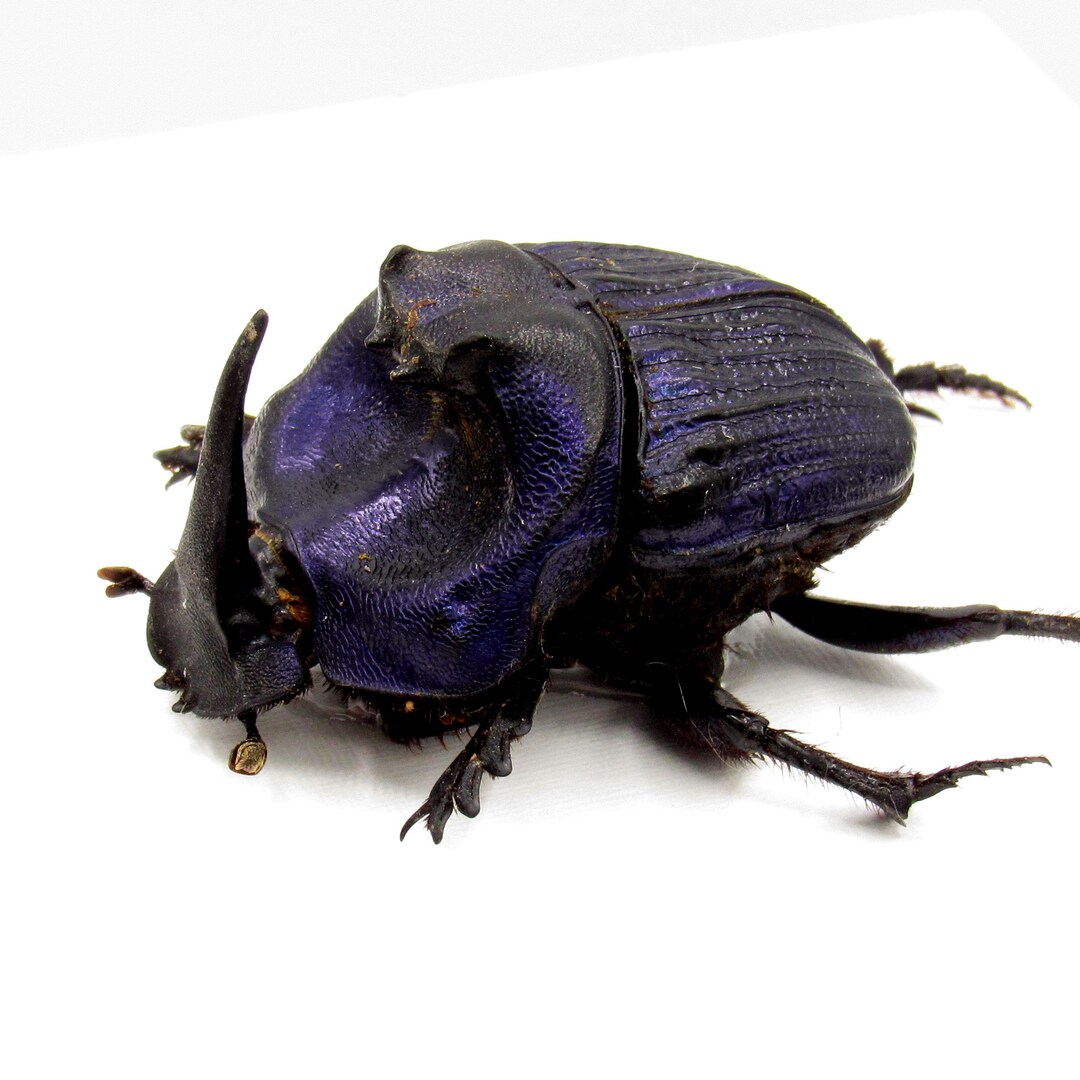 Rare Giant Purple Scarab Beetle Framed Taxidermy - Megaphanaeus ...
