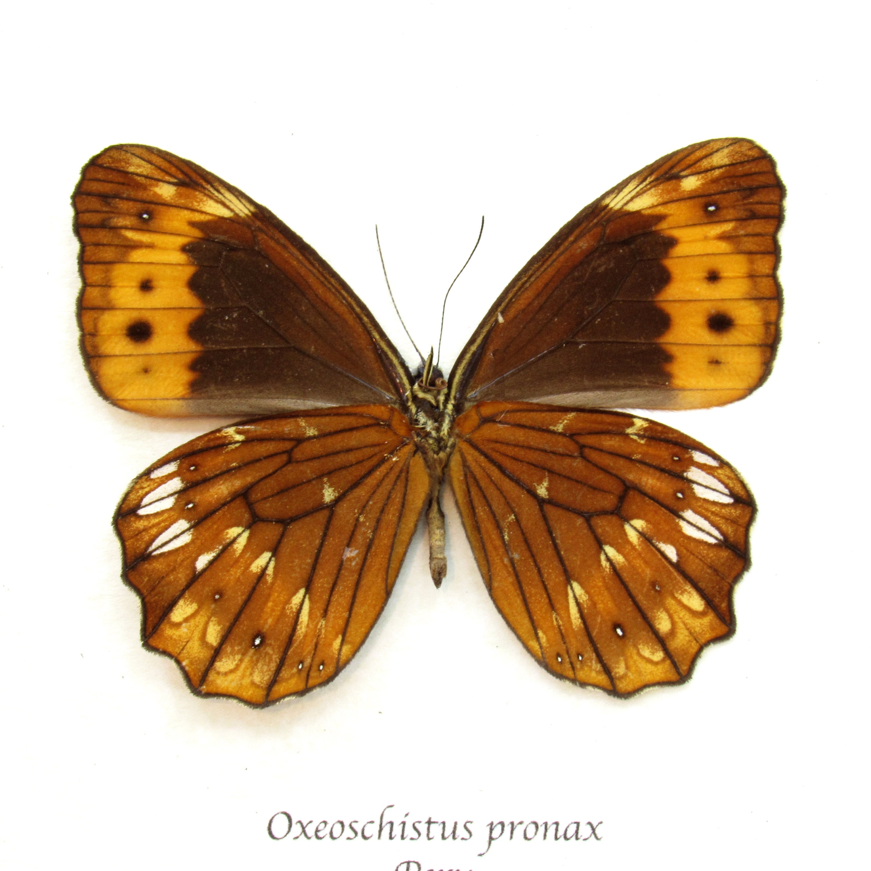 Real Orange Butterflies