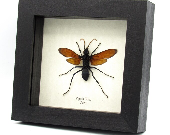 Rare Tarantula Hawk Wasp Framed Taxidermy - Pepsis Heros - 2.8 Inch ...