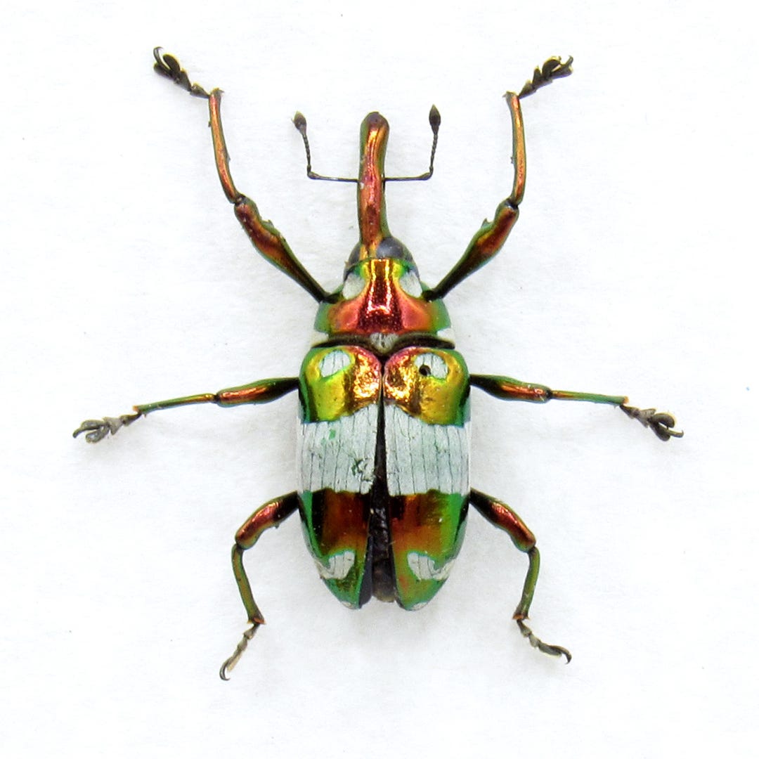 Real Long Snout Weevil Beetle Framed Specimen - Alcidodes Chalcomorphus ...