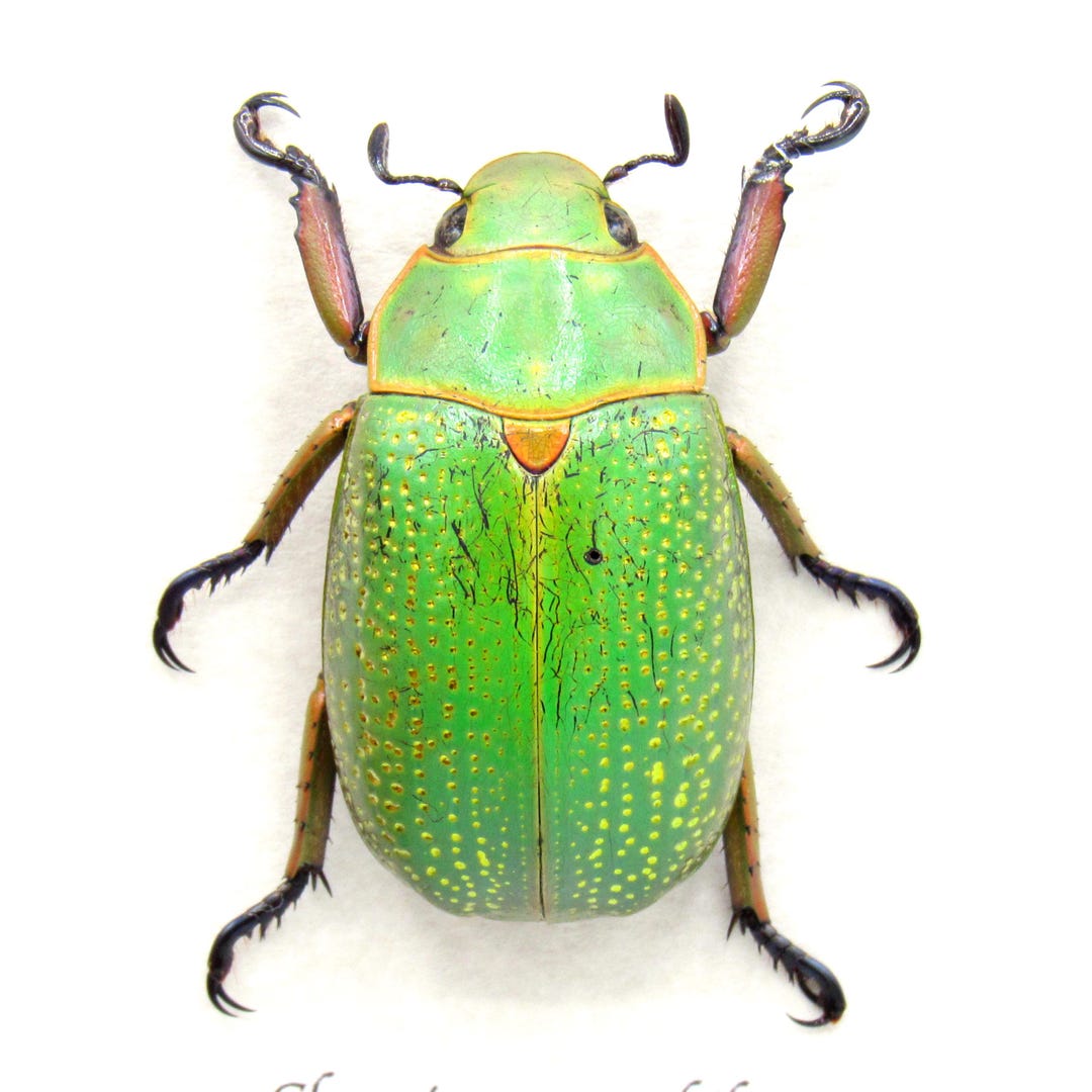 Rare Large Metallic Gold Speckled Jewel Scarab Beetle Framed Taxidermy ...
