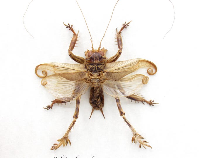 Rare Carnivorous Pakistani Desert Cricket Framed Taxidermy ...