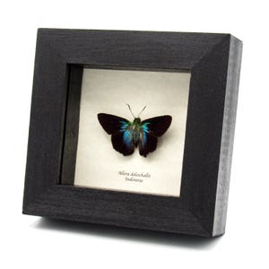 Real Metallic Blue Skipper Butterfly Framed Taxidermy - Allora ...