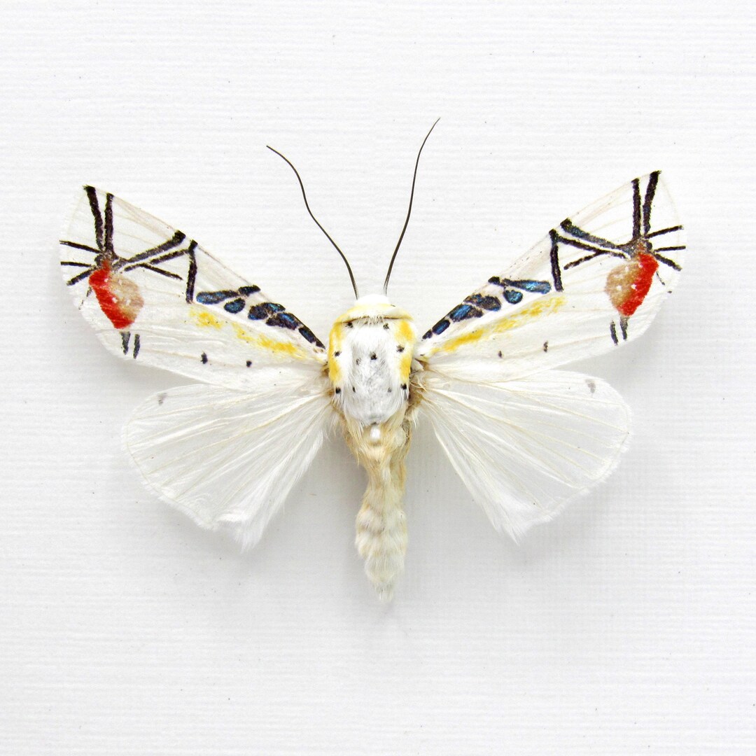 Rare Metallic Picasso Moth Framed Taxidermy - Baorisa Hieroglyphica - Etsy