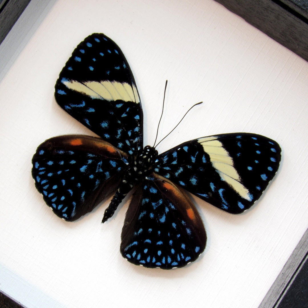 Real Blue Starry Night Butterfly Framed Taxidermy Hamadryas Laodamia ...