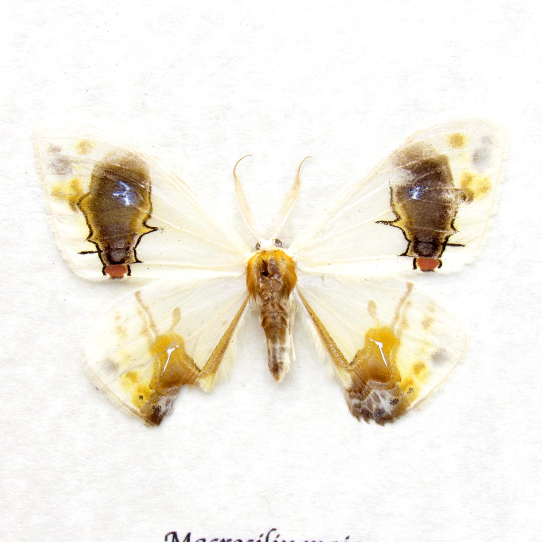 Real Bird Poop Mimicking Glitter Moth Framed Taxidermy - Macrocilix ...