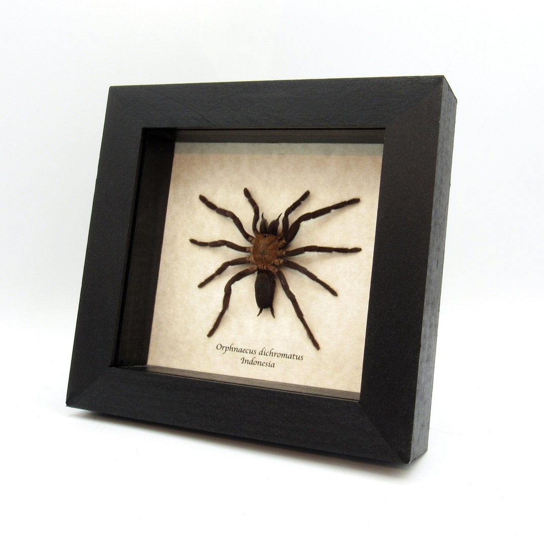 Real New Guinea Black Fury Tarantula Spider Framed Taxidermy Orphnaecus ...