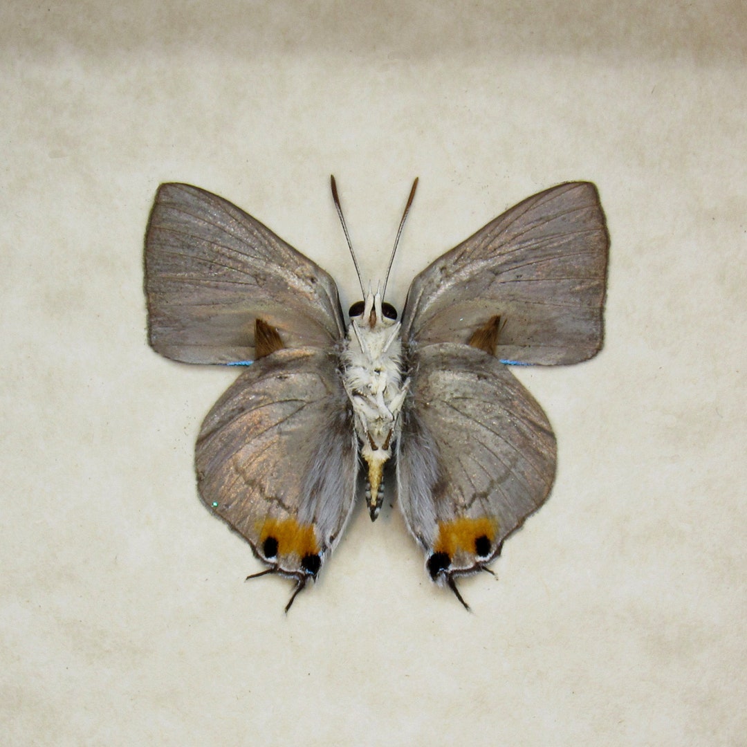 Real Metallic Silver Royal Butterfly Framed Taxidermy Ancema Blanka - Etsy