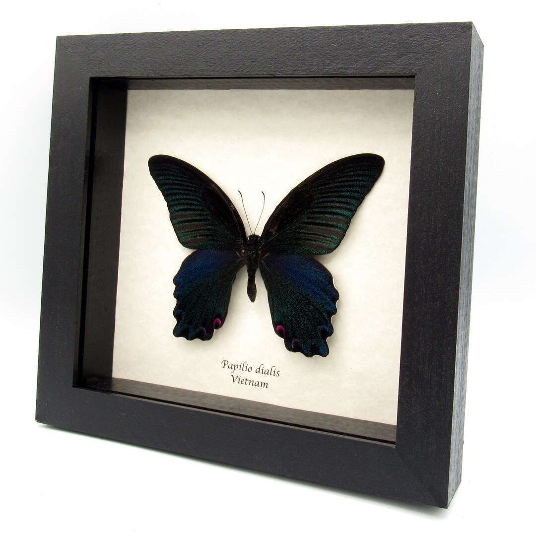 Real Giant Peacock Swallowtail Butterfly Framed Taxidermy - Papilio ...